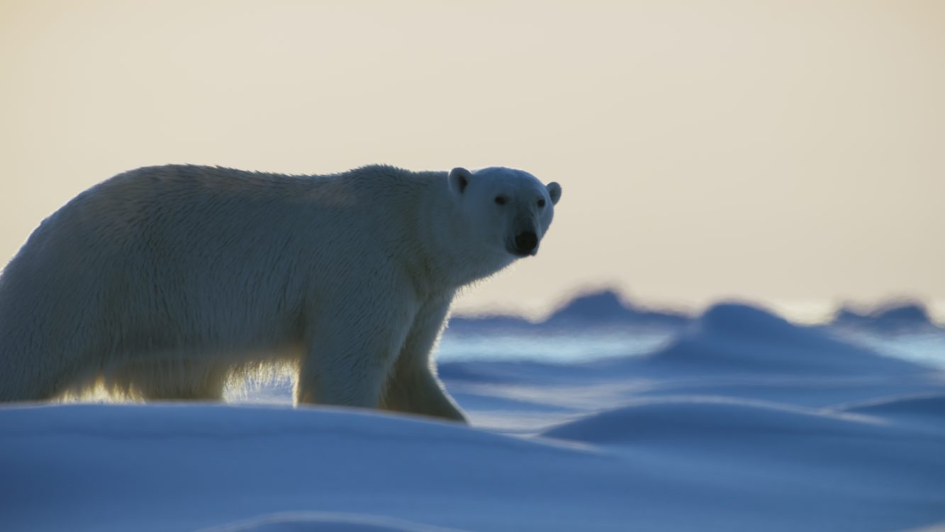 Xbox and Minecraft partner with BBC Earth to create Frozen Planet II worlds